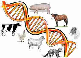 Animal Genetics and Breeding | DEPARTMENT OF ANIMAL PRODUCTION